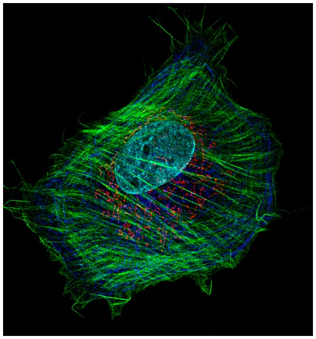 Subcellular imaging - IPBS-Toulouse