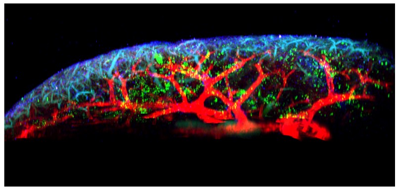 Tissues and intravital imaging - IPBS-Toulouse