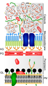 Mycobacterial Envelopes and Therapeutic Targets - IPBS-Toulouse