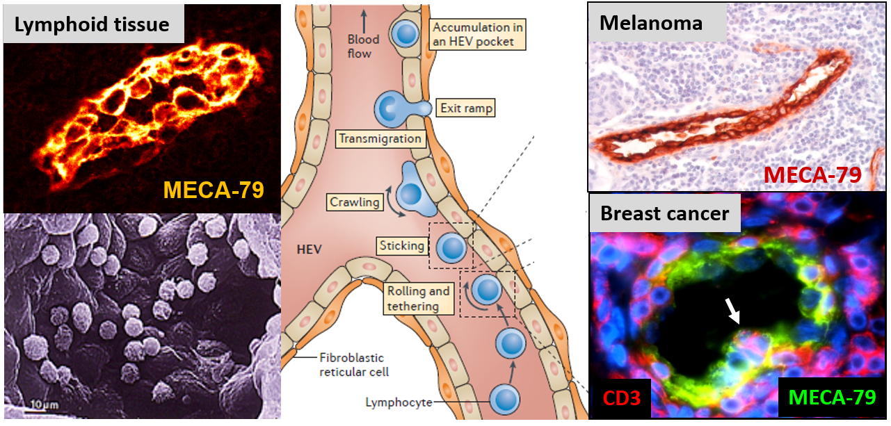 High Endothelial Venules (HEVs), specialized blood vessels for ...
