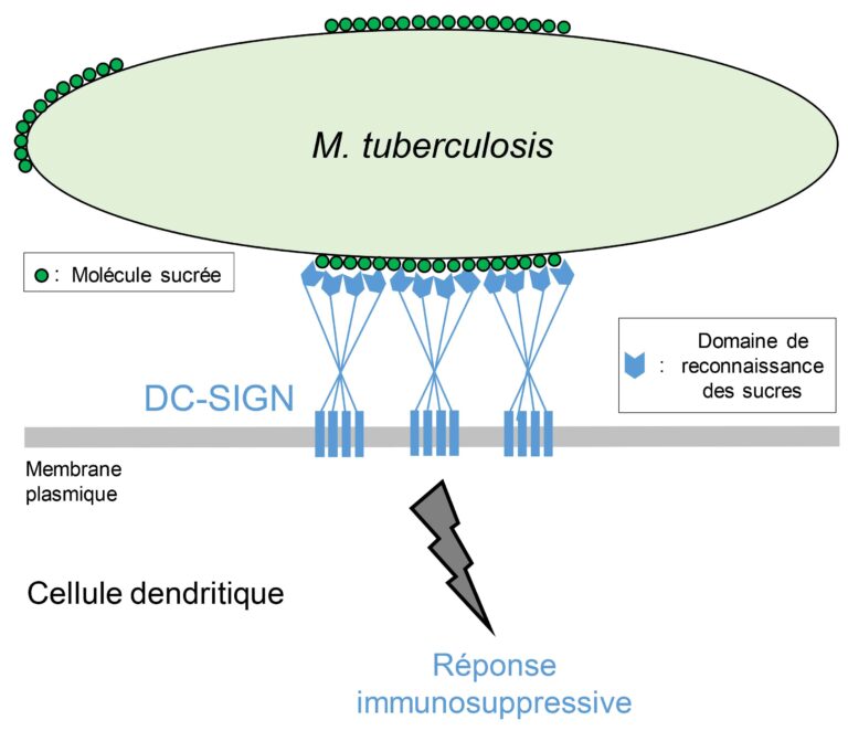 The organisation of carbohydrates on the surface of Mycobacterium ...