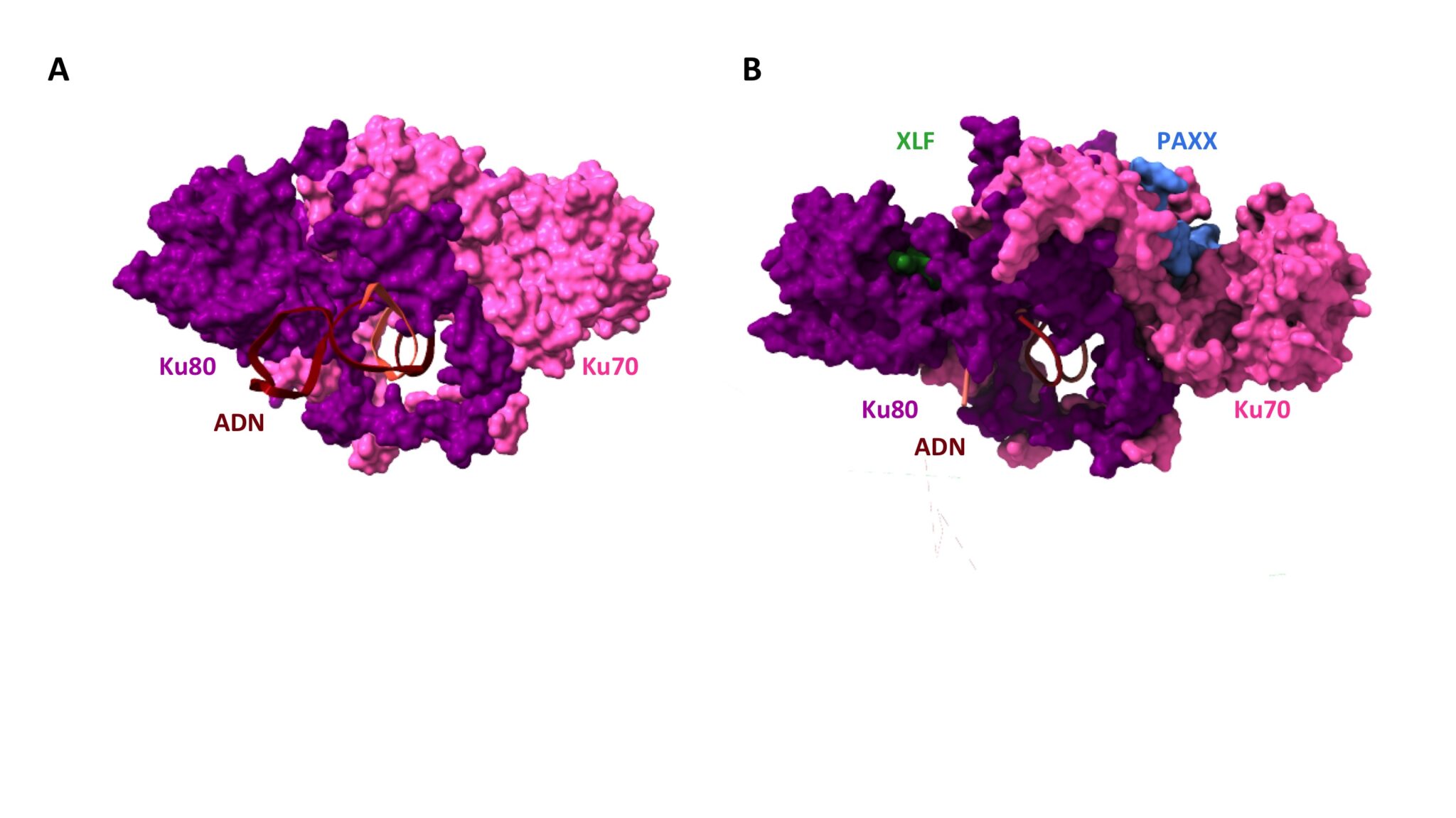 How PAXX keeps our DNA in check - IPBS-Toulouse