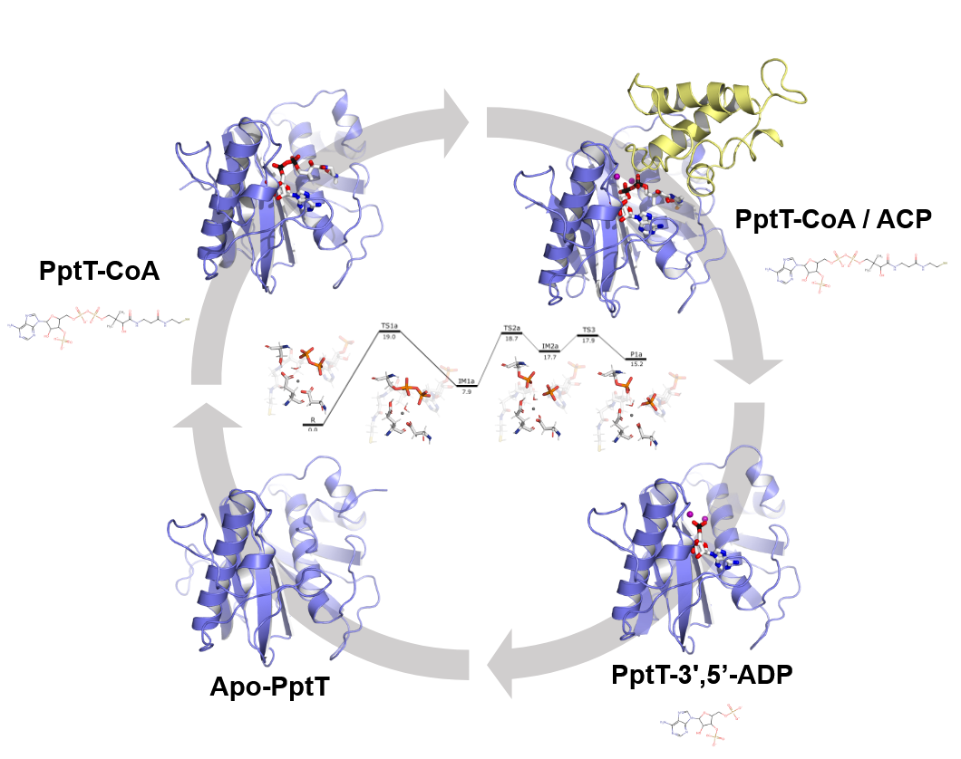PptT in the spotlight: deciphering the mechanism of action of an ...